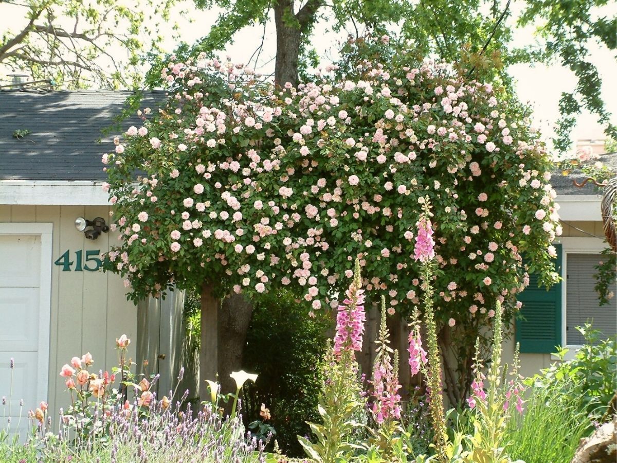 6 Klimrozen voor een spectaculaire tuin – Agra-Wool | International