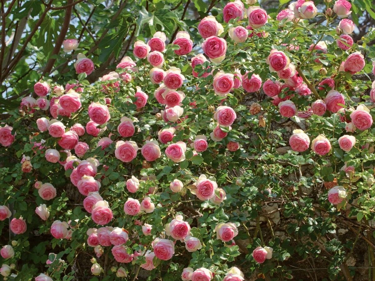 6 Klimrozen voor een spectaculaire tuin – Agra-Wool | International