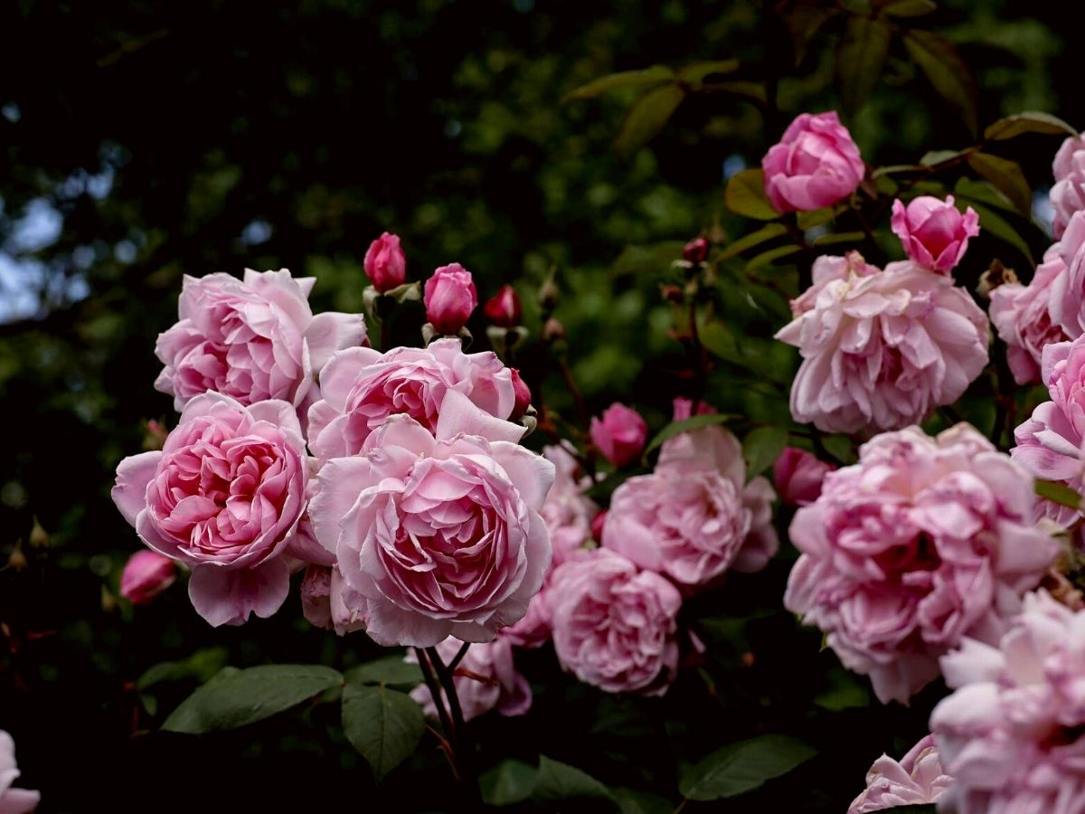 6 Klimrozen voor een spectaculaire tuin – Agra-Wool | International