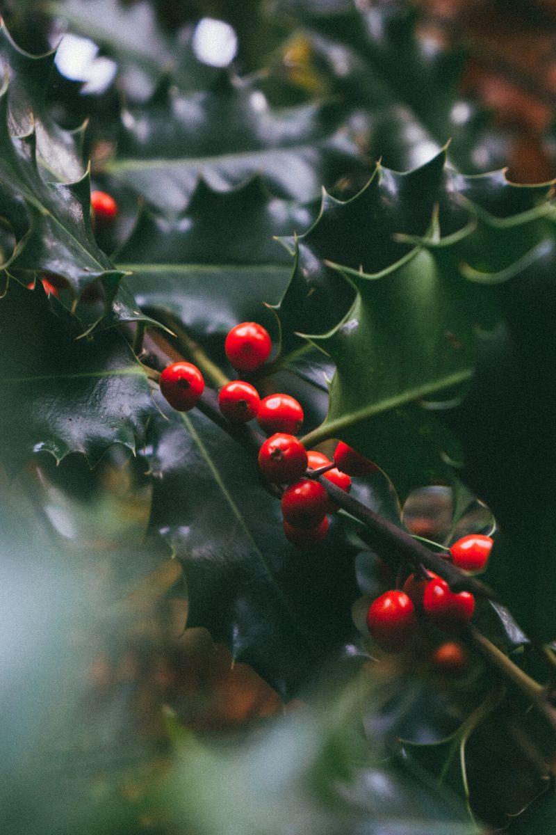8 soorten vers kerstgroen voor de feestdagen – Agra-Wool | International
